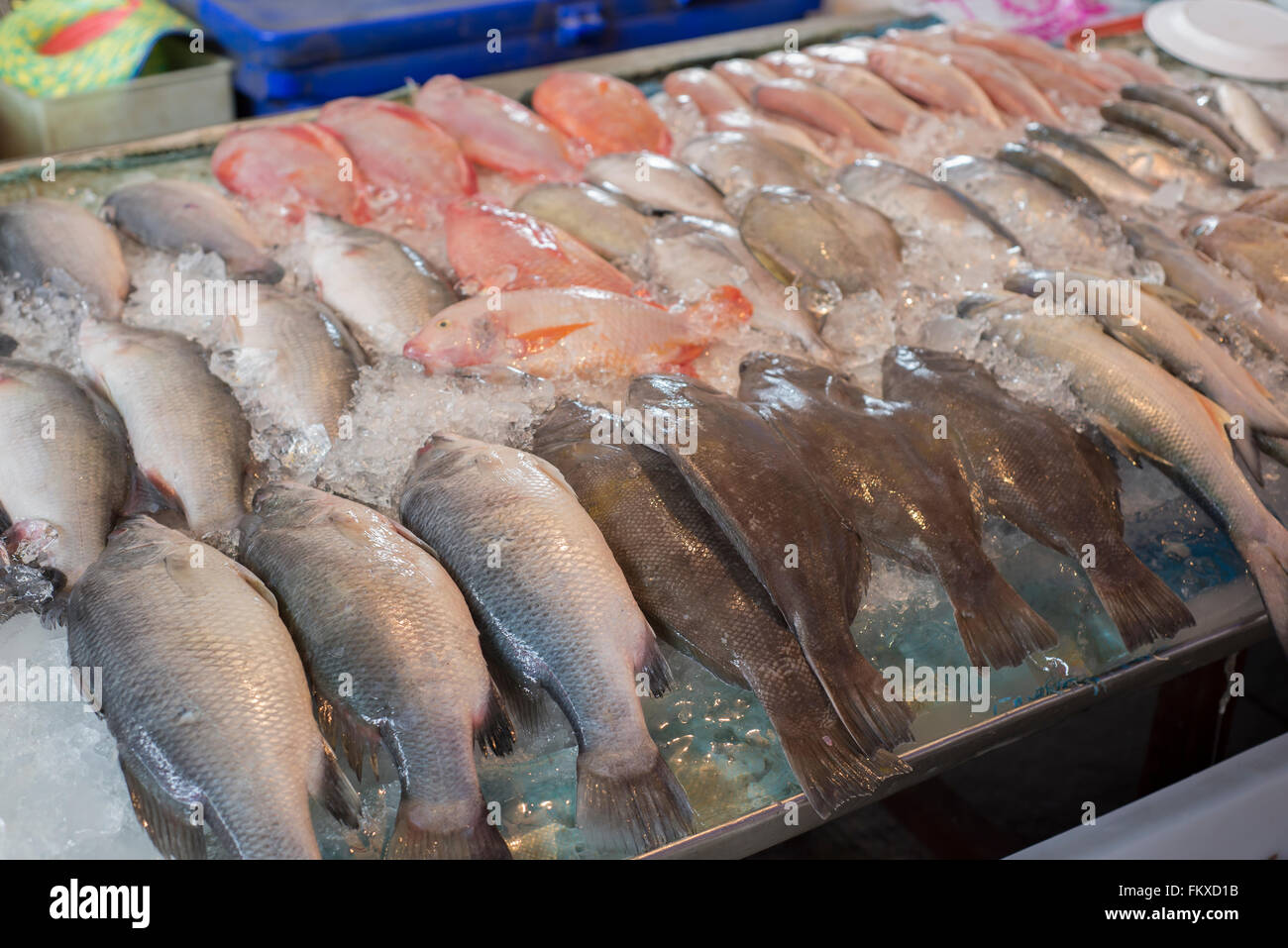 Fresh fish chilled in ice Stock Photo - Alamy
