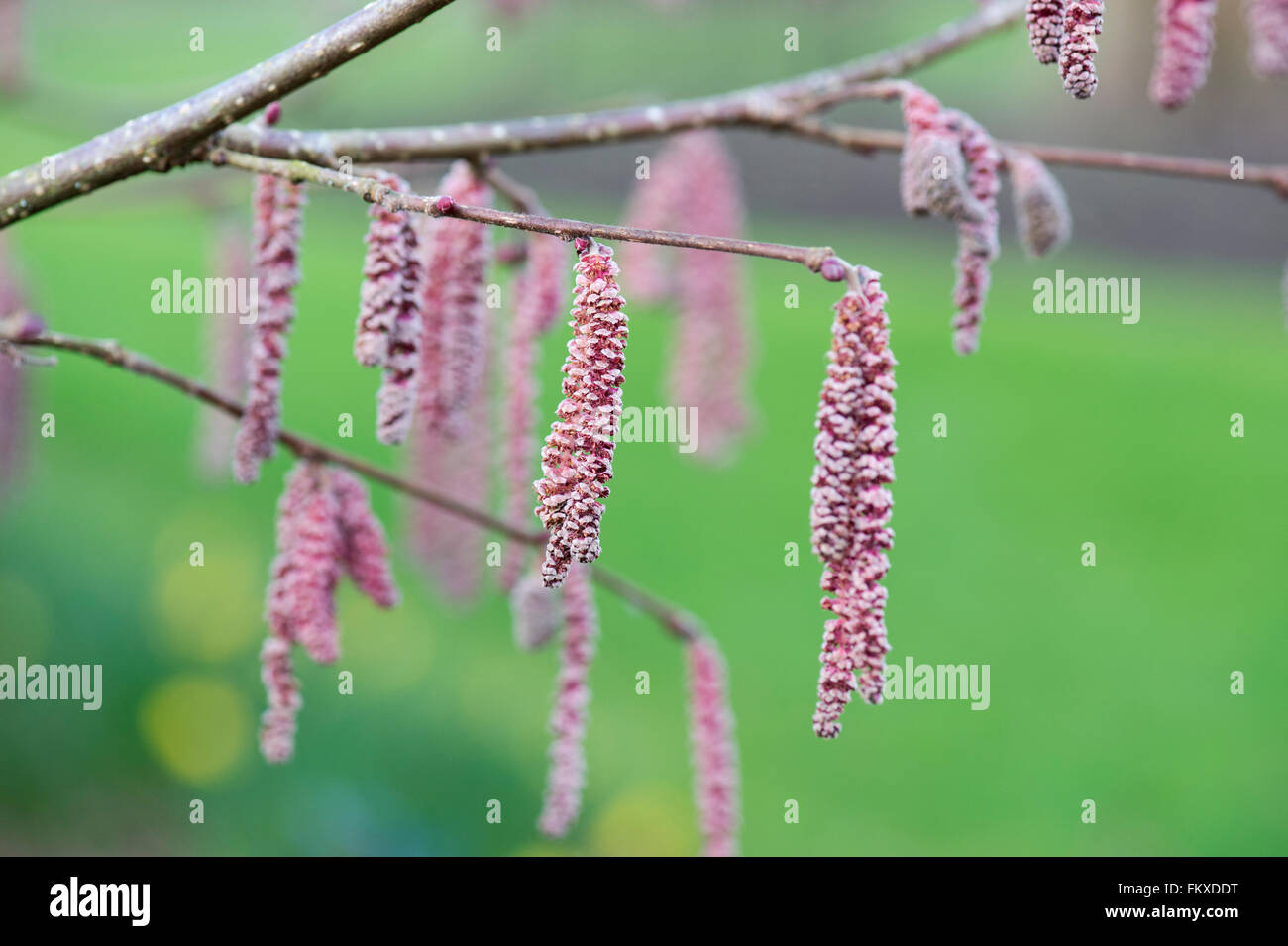Corylus Red Zellernuss High Resolution Stock Photography and Images - Alamy