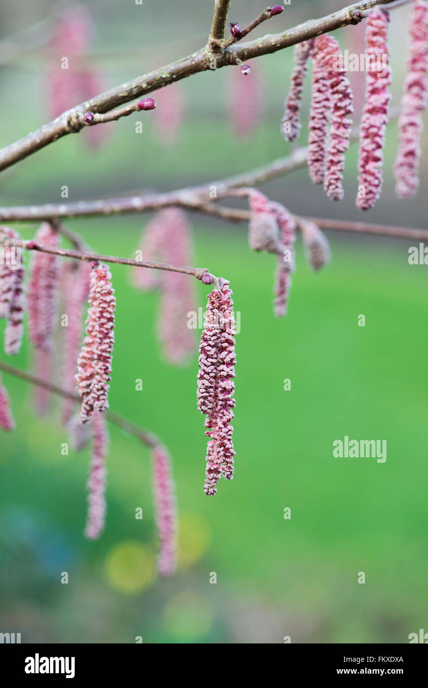 Corylus filbert hi-res stock photography and images - Alamy