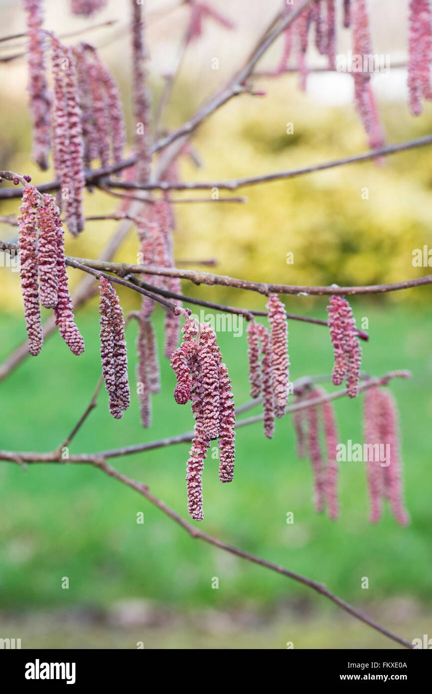 Corylus maxima 'Red Filbert'. Hazel Catkins Stock Photo - Alamy