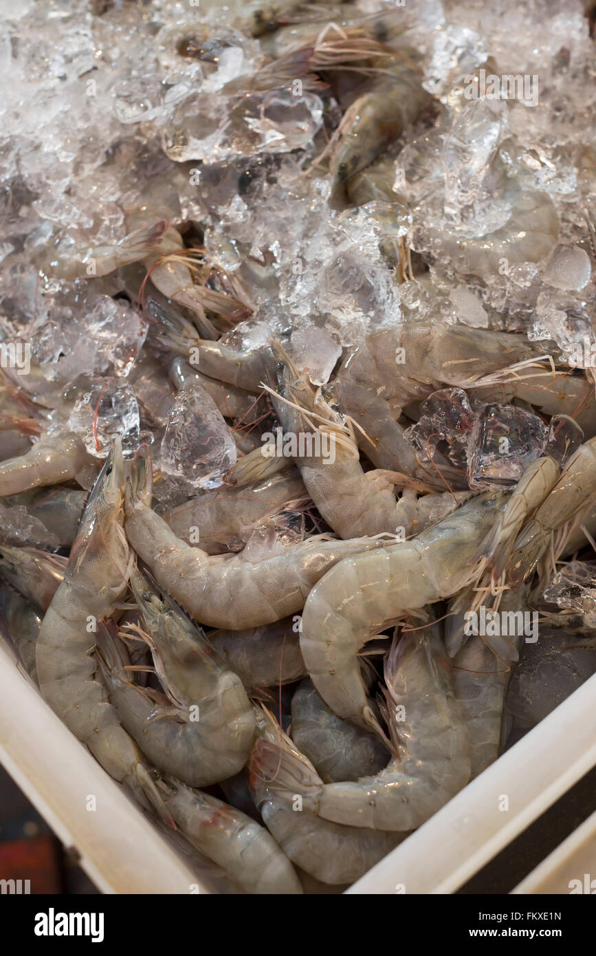 Fresh shrimp chilled in ice Stock Photo - Alamy