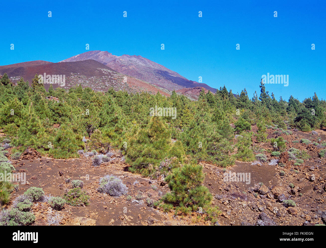 Canarian pine forest and old crater of Teide peak. Teide National Park ...