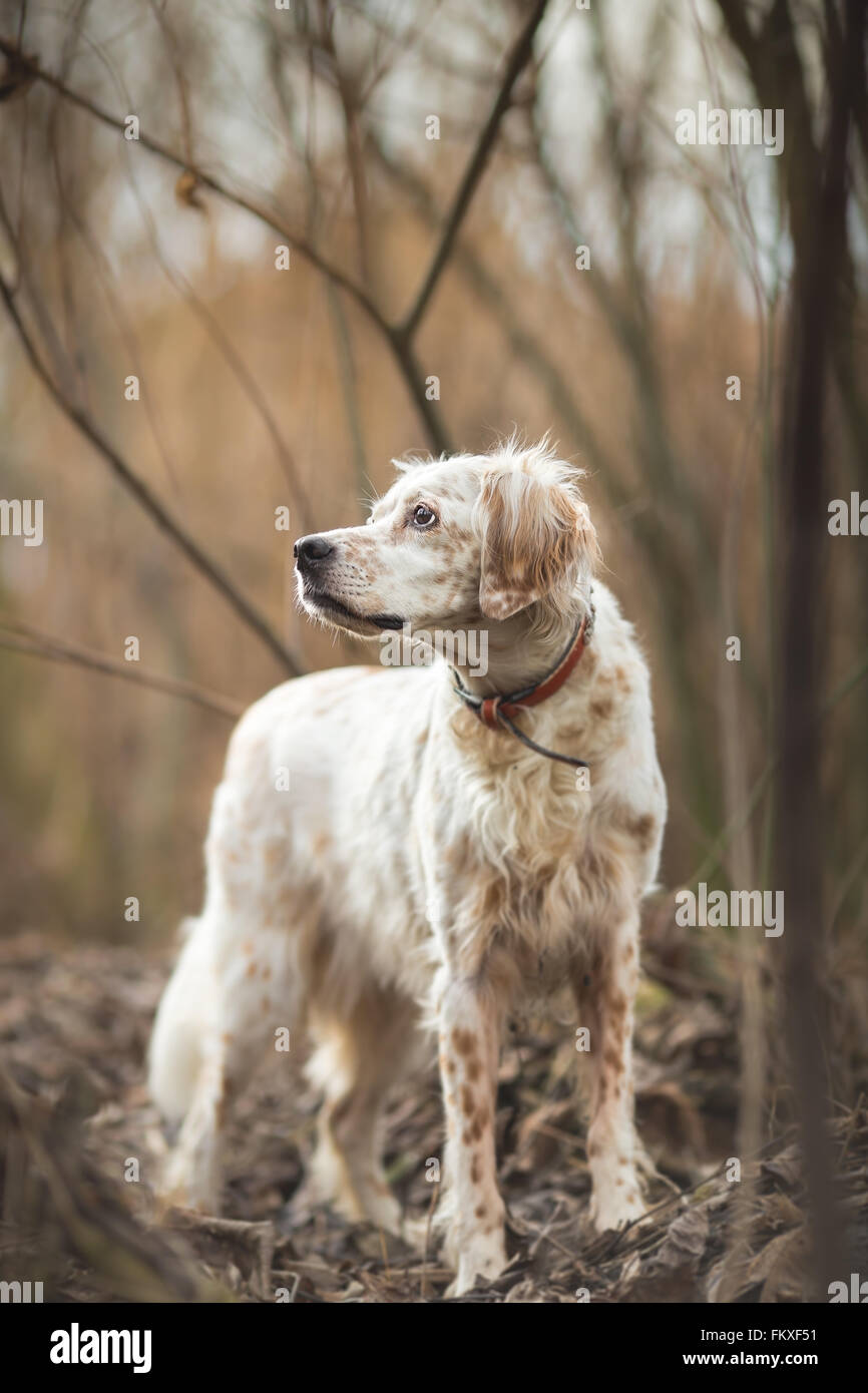 Dog in nature portrait Stock Photo - Alamy