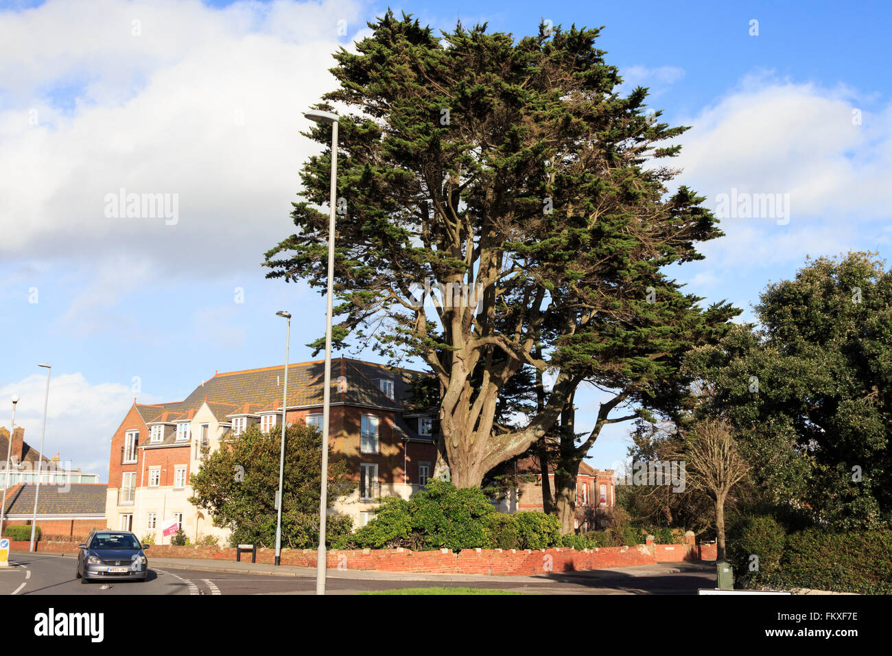 Dorset tree hi-res stock photography and images - Alamy