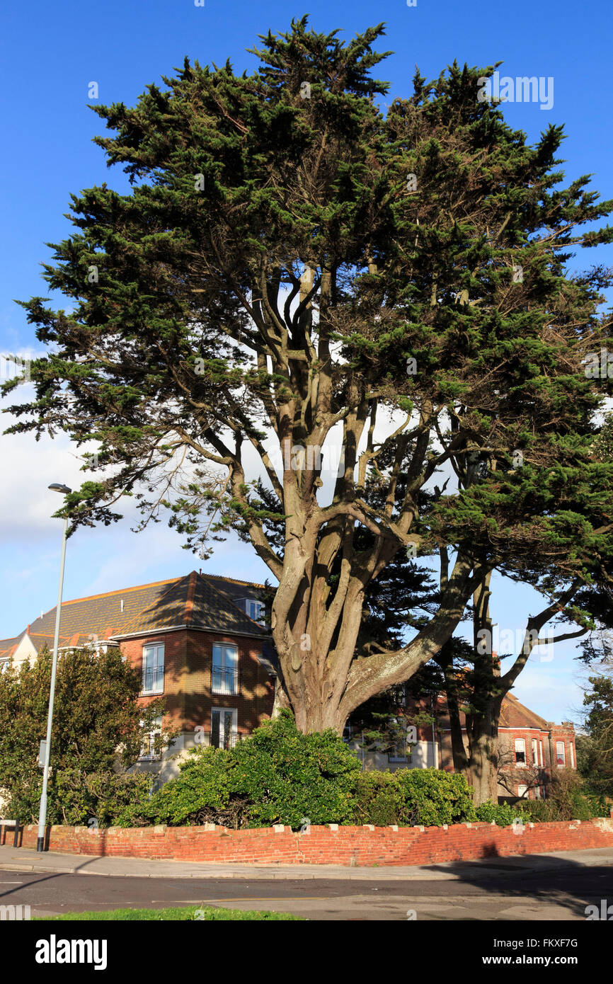 Dorset tree hi-res stock photography and images - Alamy