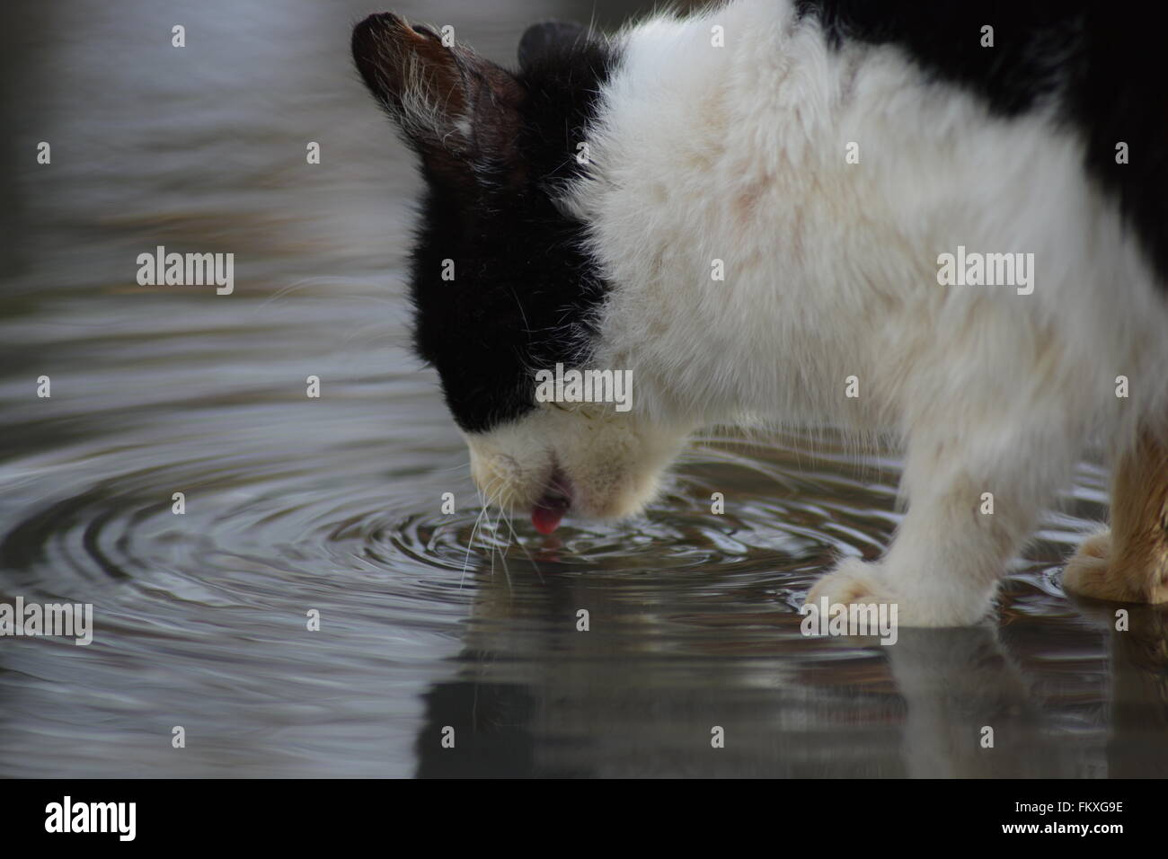 Water for a cat hi-res stock photography and images - Alamy