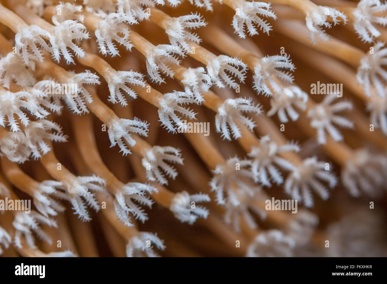Extended polyps of Xenia sp. Sudan, Red Sea. December Stock Photo - Alamy