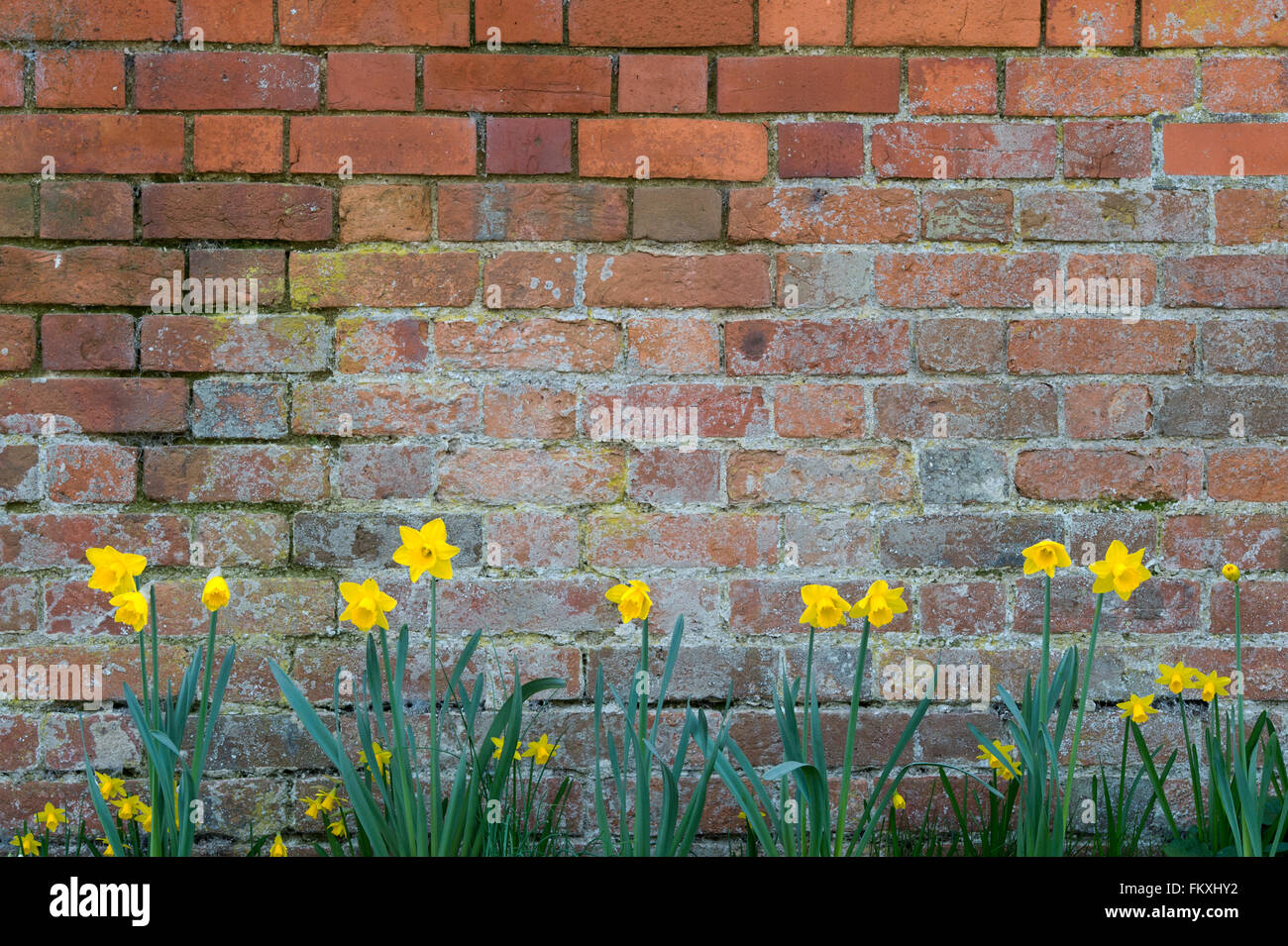 Old brick wall plants growing hi-res stock photography and images - Alamy