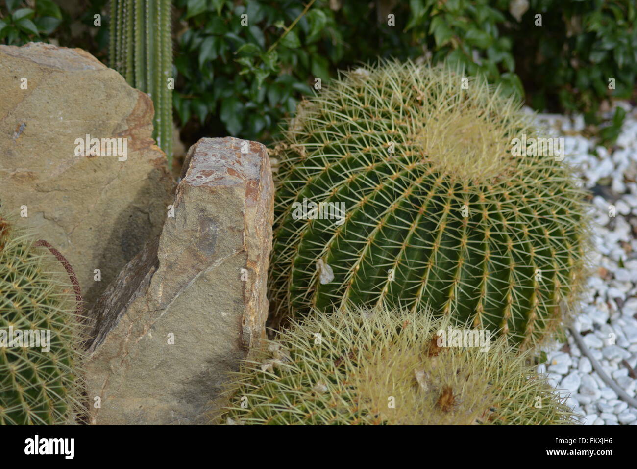 Cactus in a garden in Italy,Mediterranean climate Stock Photo - Alamy