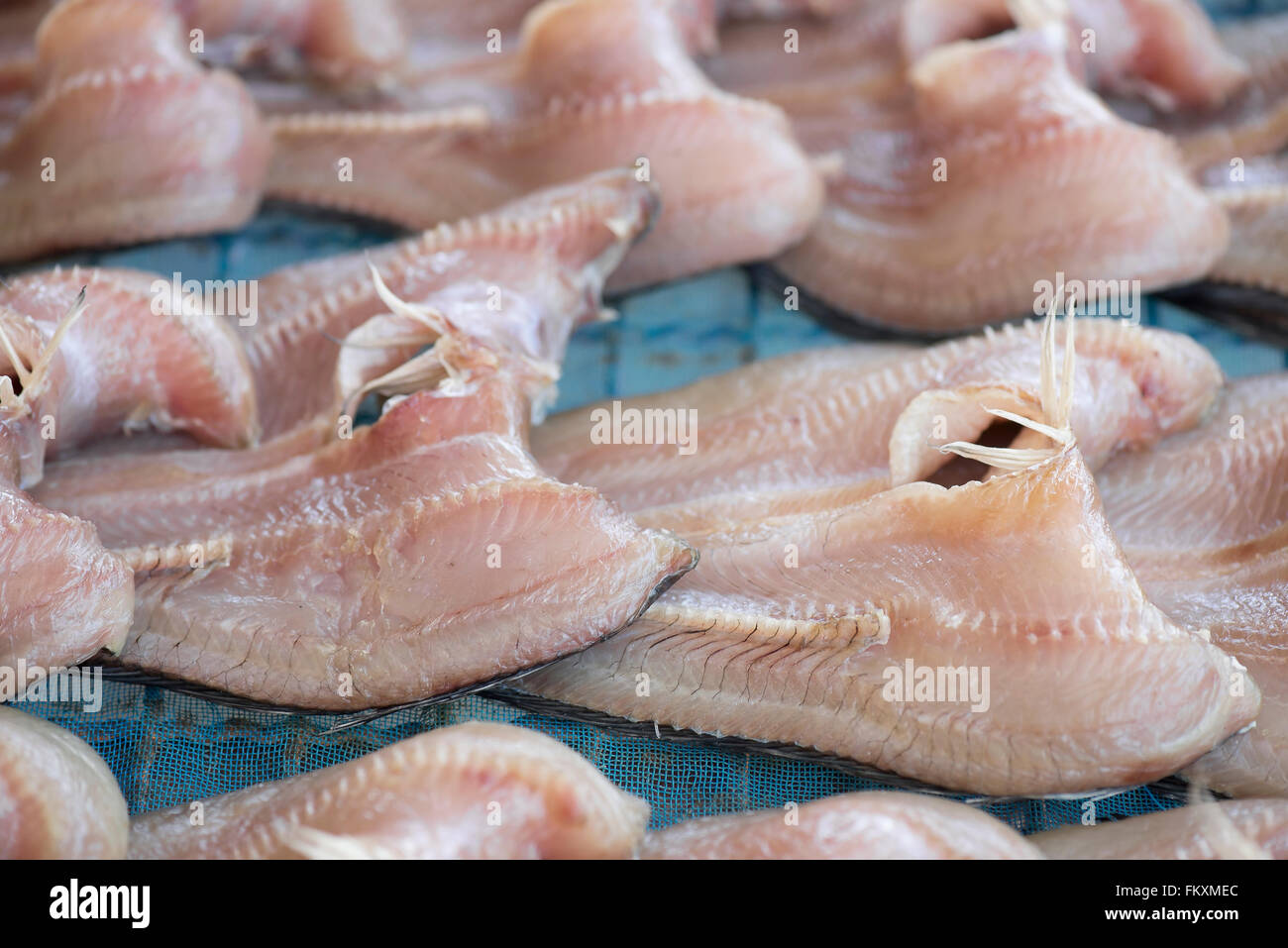Snakehead dry hi-res stock photography and images - Alamy