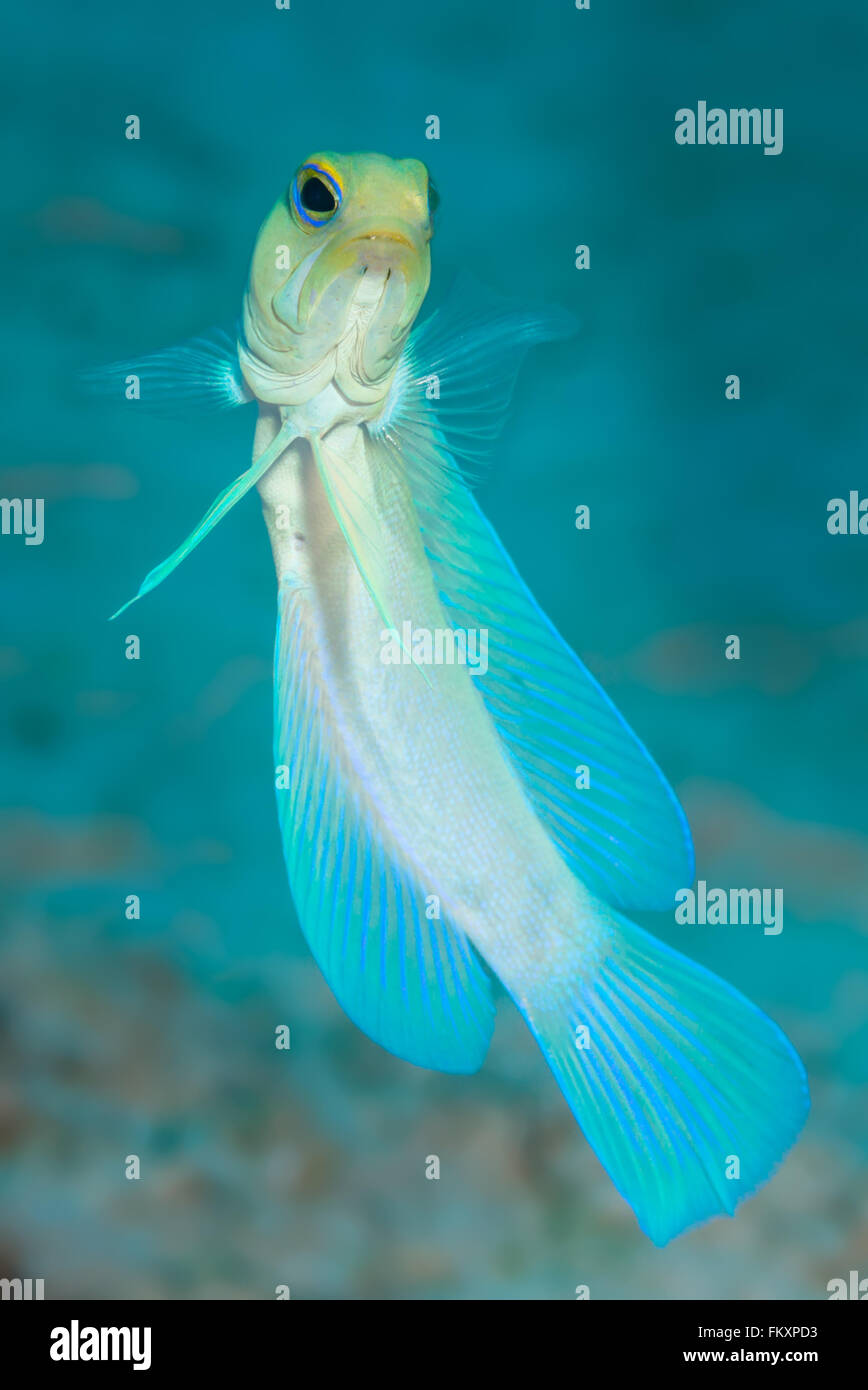 Pearly Jawfish