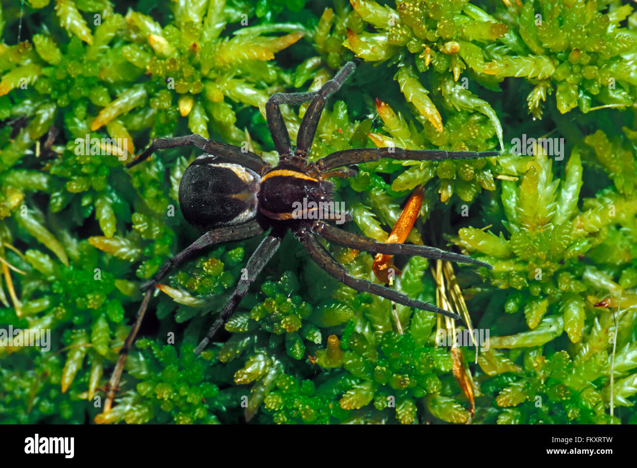 Raft spider / Jesus Spider (Dolomedes fimbriatus / Araneus fimbriatus ...