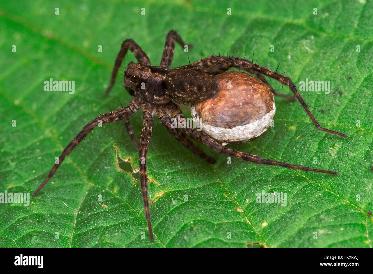 Wolf spider / spotted wolf spider (Pardosa amentata) female carrying ...
