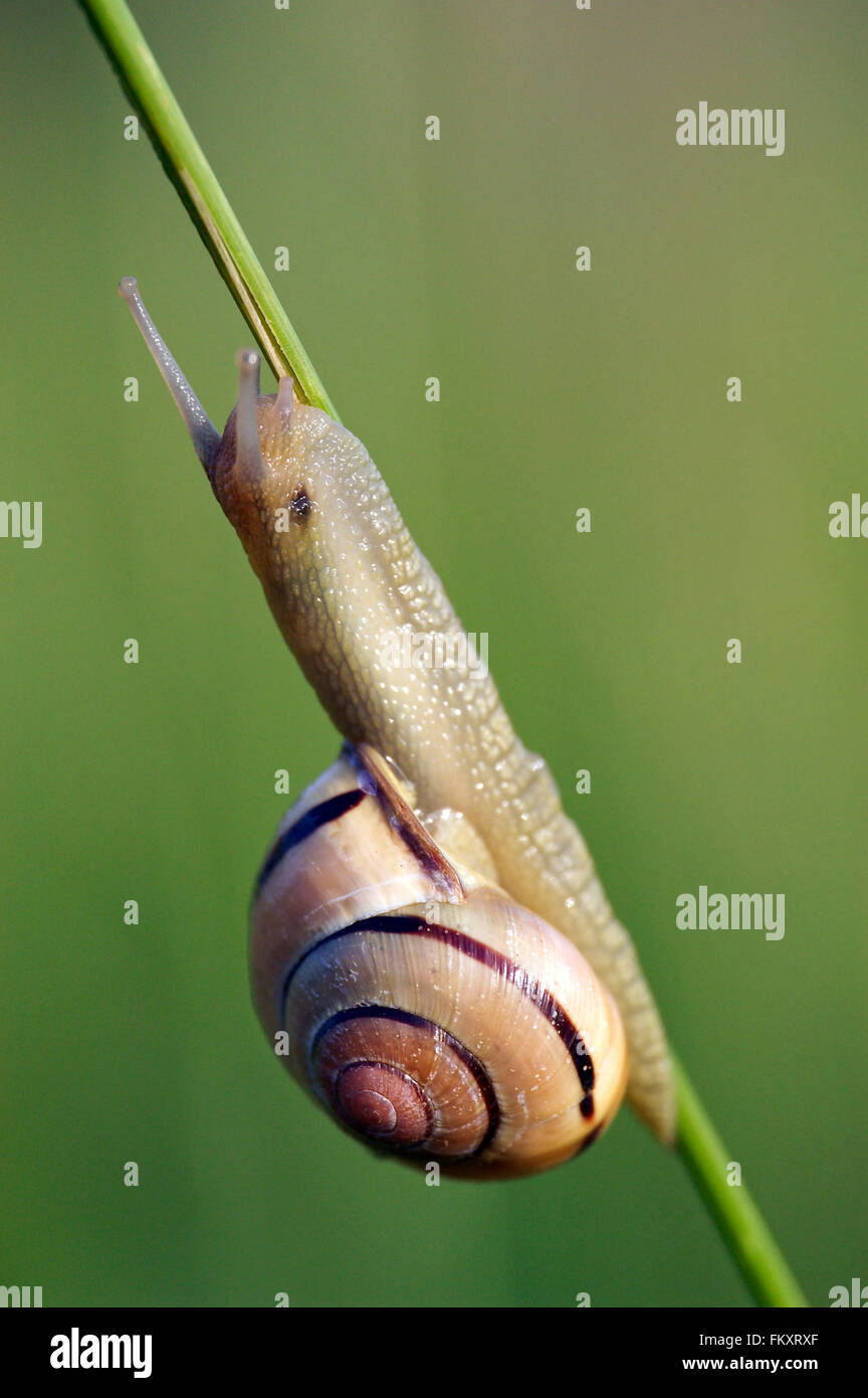 grove snail / brown-lipped snail (Cepaea nemoralis) climbing on stalk ...