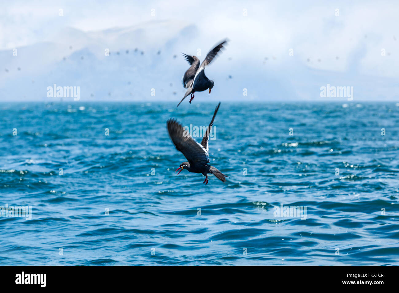 birds to hunt for fish in the ocean Stock Photo - Alamy