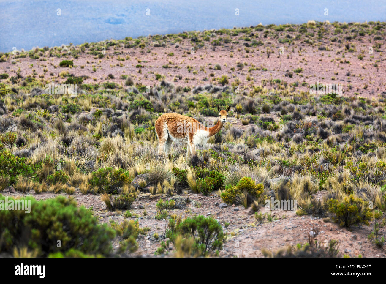 Highlands vicuna peruvian hi-res stock photography and images - Alamy
