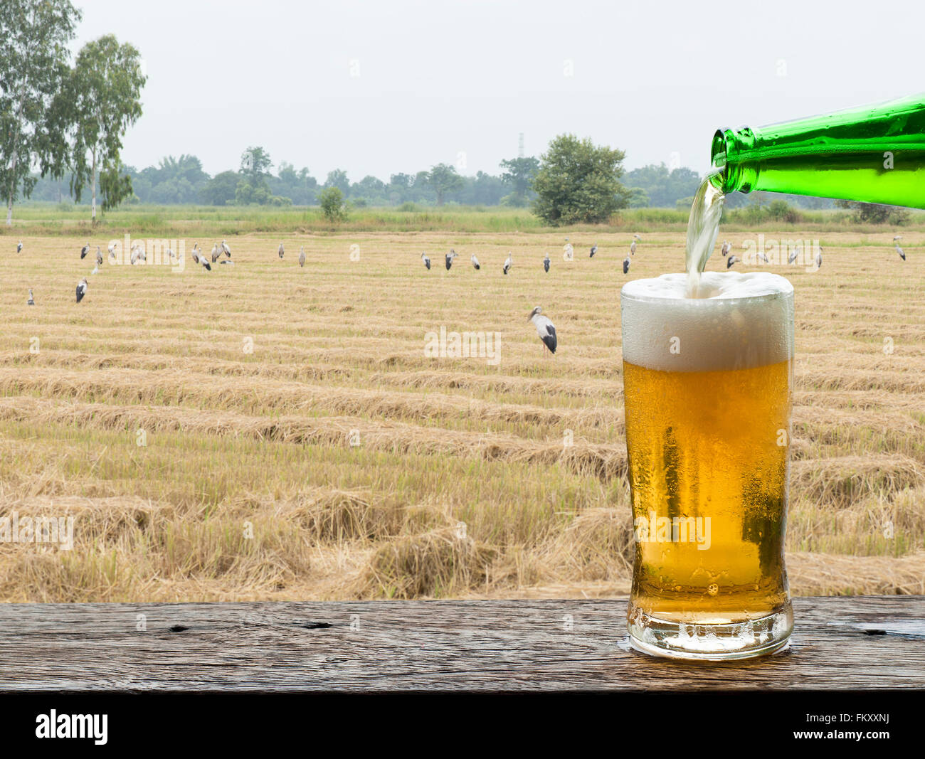 Enjoy beer with rice field landscape Stock Photo - Alamy