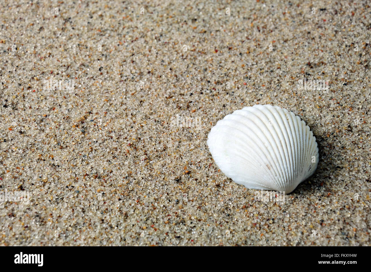 Seashell on the sand hi-res stock photography and images - Alamy