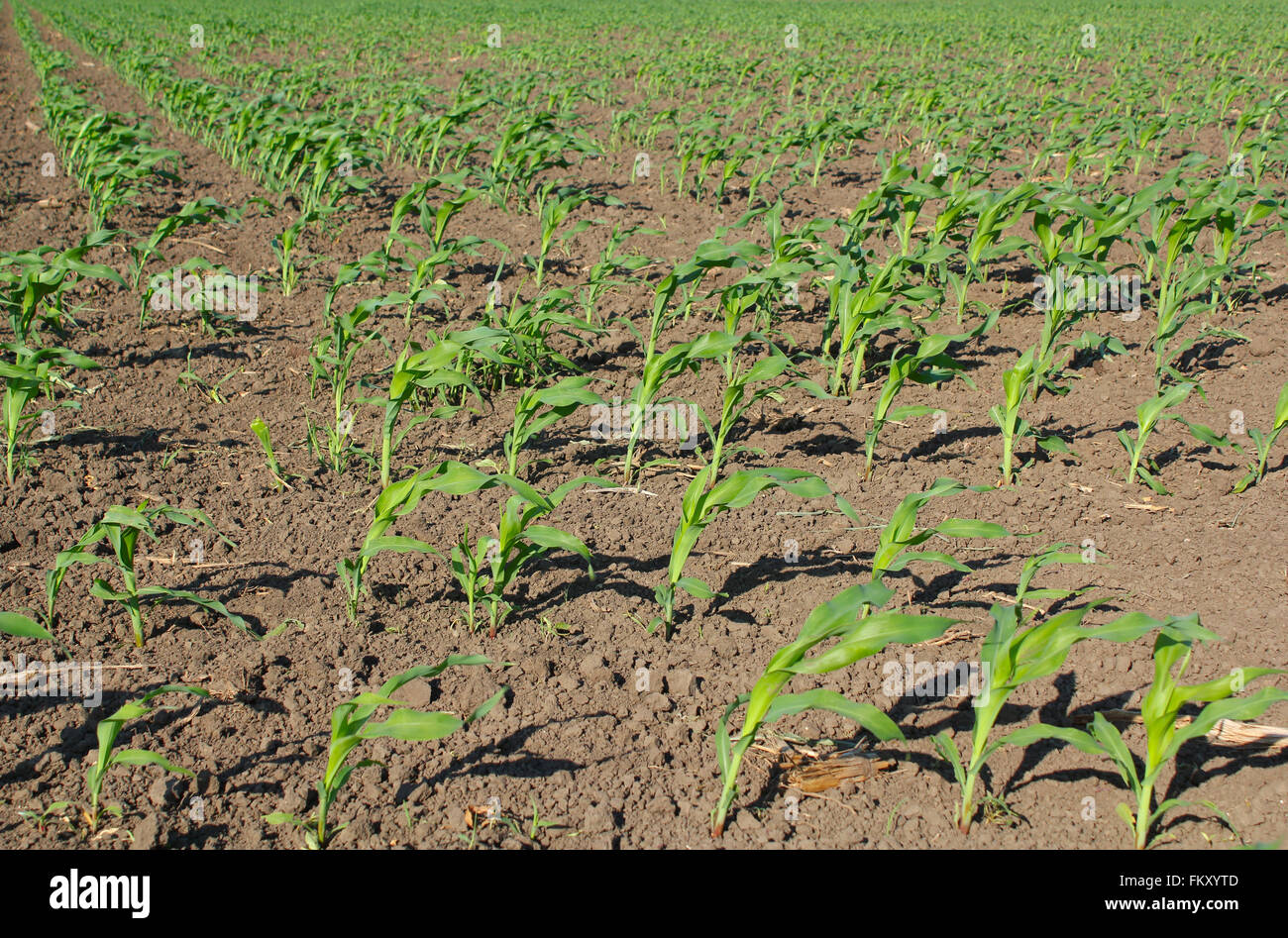 Fodder field vegetable corn hi-res stock photography and images - Alamy