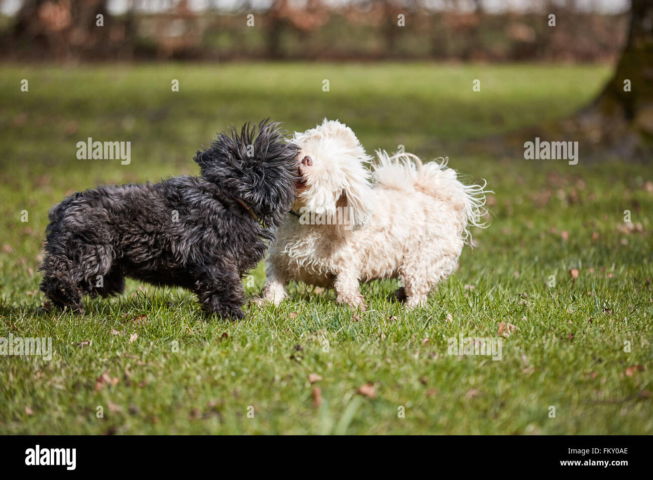 White and black havanese dogs playing in the grass of a park Stock ...