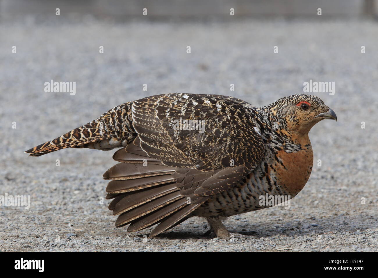 Capercaillie female ready to mate Stock Photo - Alamy