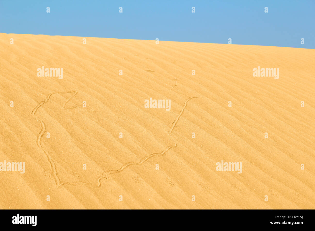 sand dune with snake trail Stock Photo - Alamy