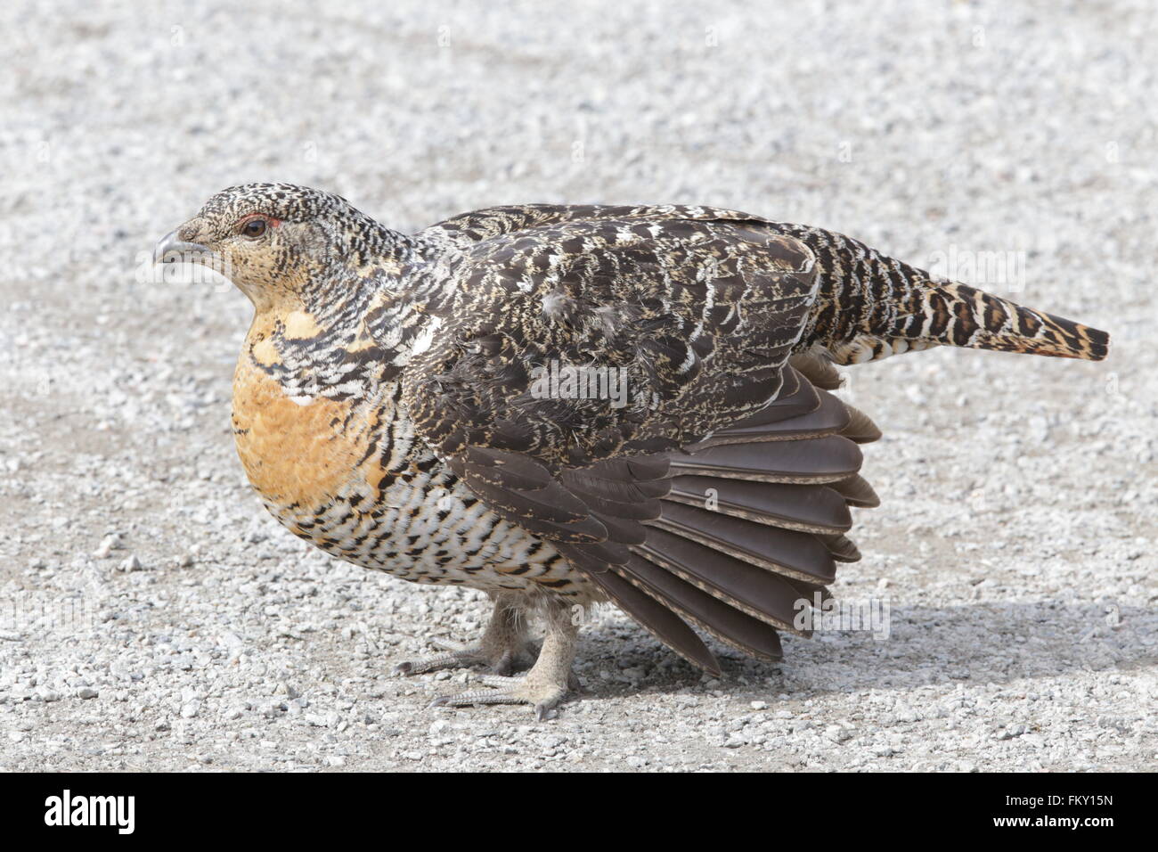 Capercaillie female ready to mate Stock Photo - Alamy
