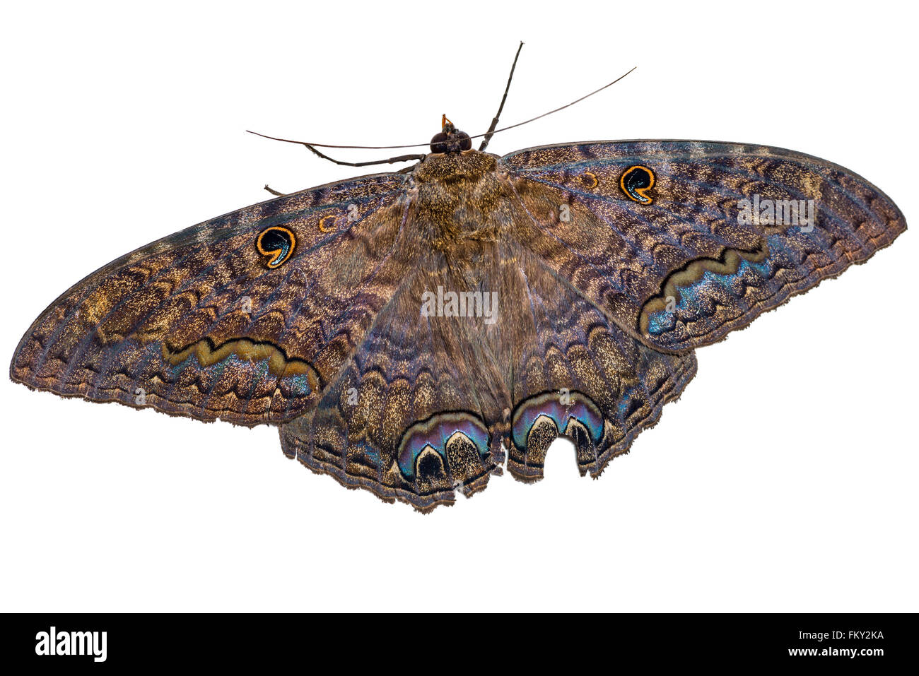The black witch moth {Ascalapha odorata} is known as the harbinger of ...