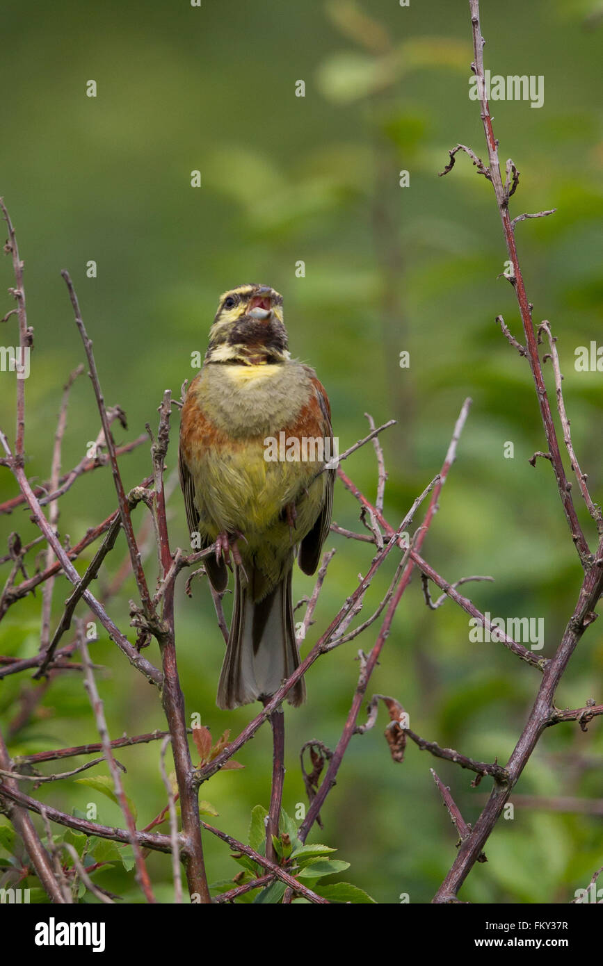 Rare bird species hi-res stock photography and images - Alamy