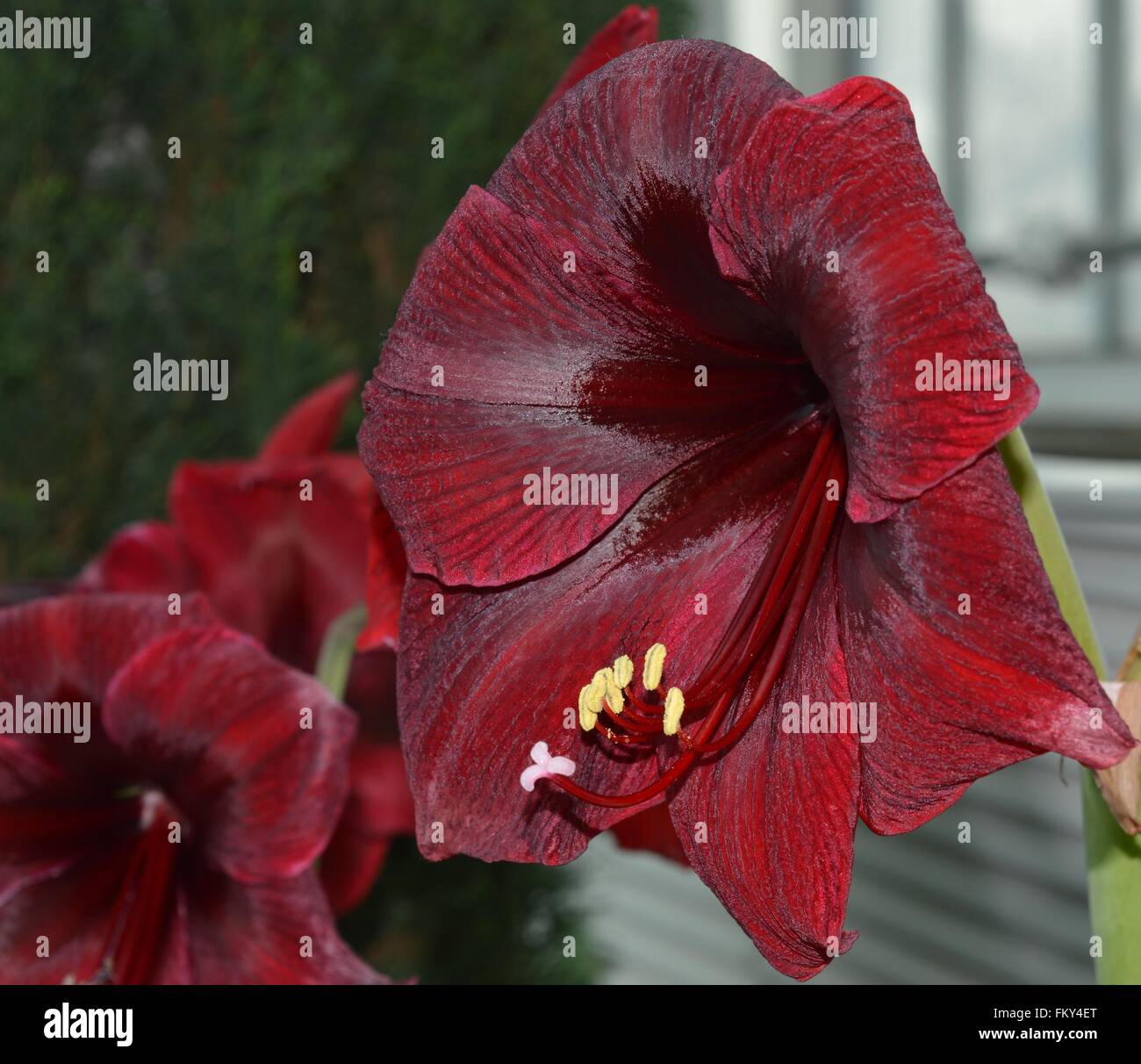 Deep red lily hi-res stock photography and images - Alamy