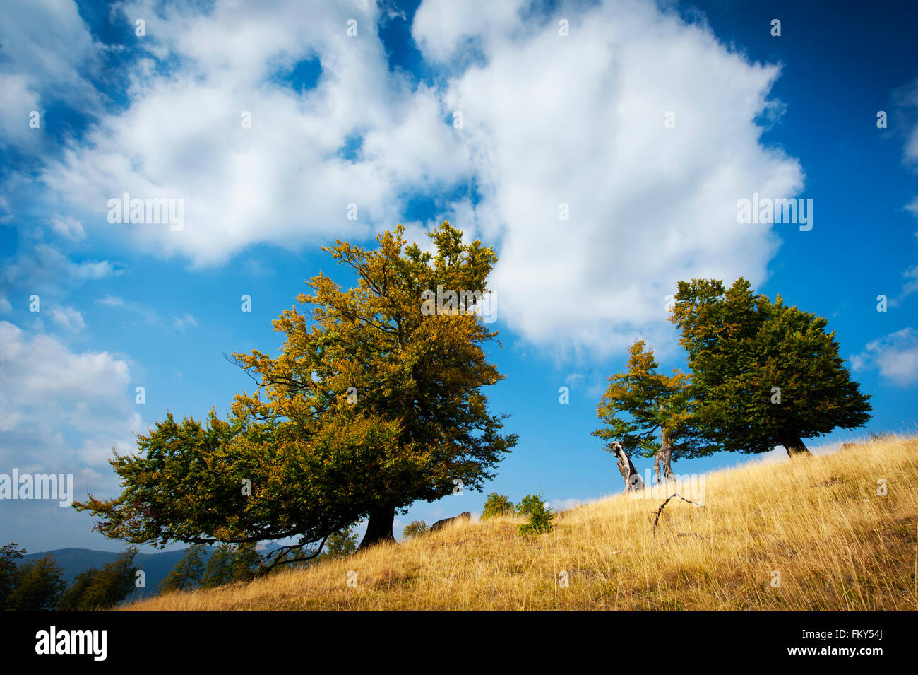 Blue tree trees wild hi-res stock photography and images - Alamy