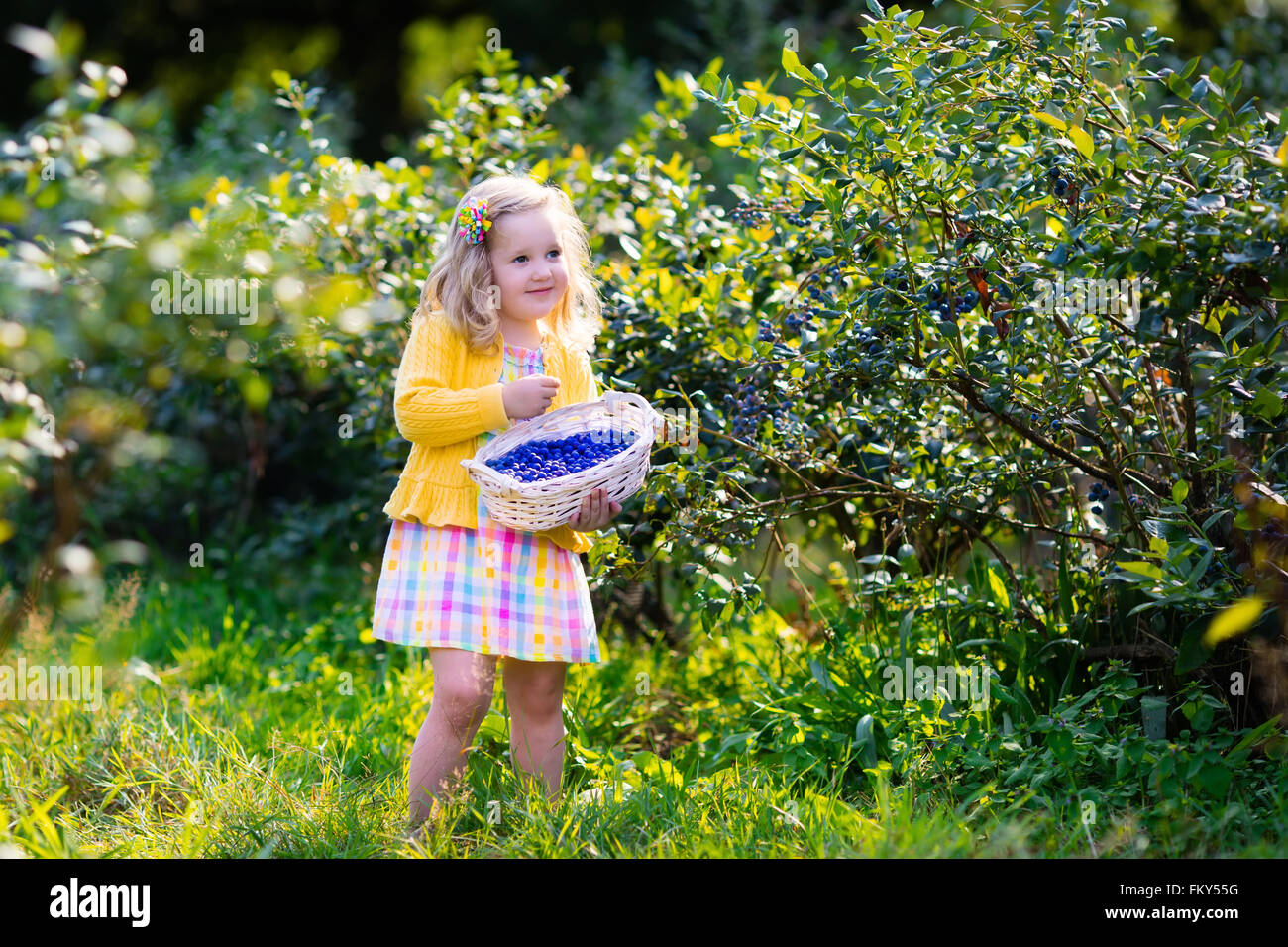 Kids picking fresh berries on blueberry field. Children pick blue berry ...