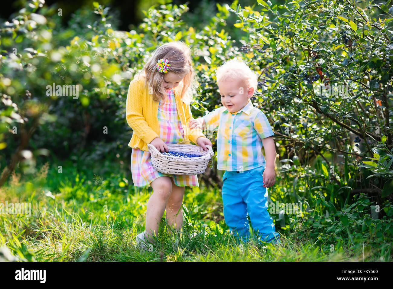 Kids picking fresh berries on blueberry field. Children pick blue berry ...