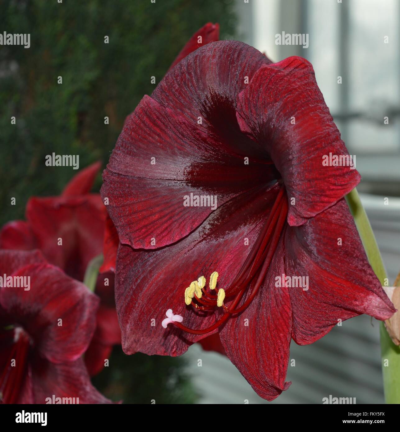 Deep red lily flower hi-res stock photography and images - Alamy