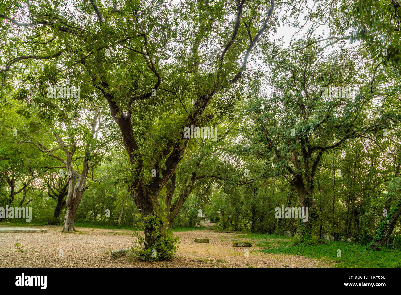 the silence of a forest at sunset Stock Photo - Alamy