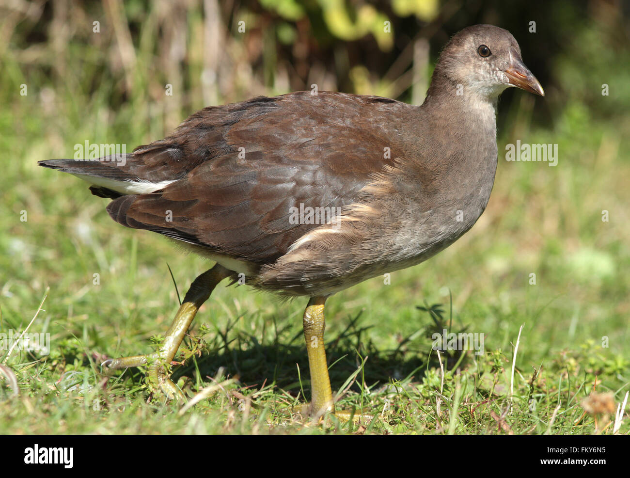 Common Moorhen