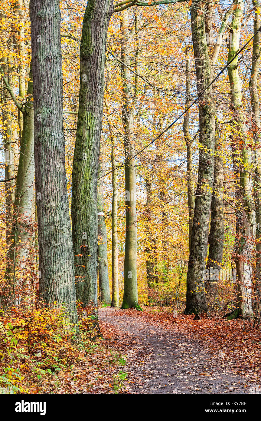 A background image of a woodland or forest area Stock Photo - Alamy