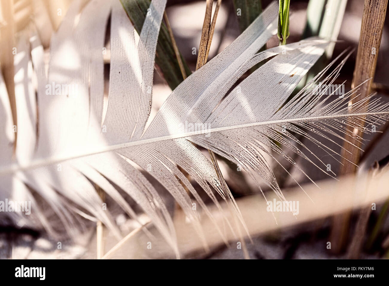 macro of an old feather laying on a beach Stock Photo - Alamy