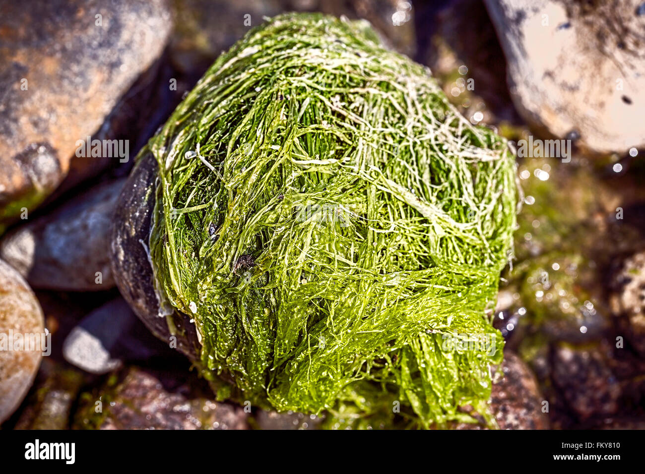 Green feather algae hi-res stock photography and images - Alamy