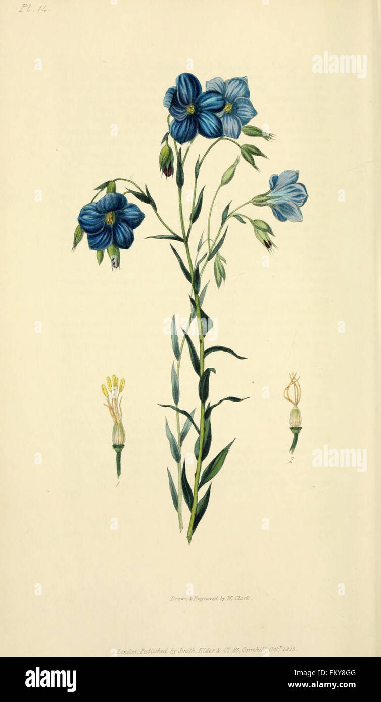 An illustration of notable English flowers, highlighting ornamental ...