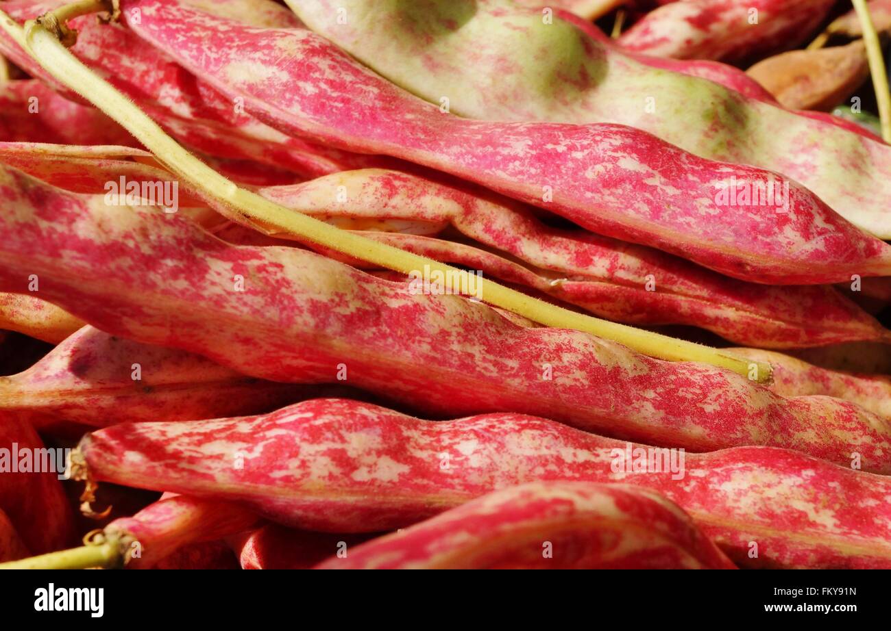 Fresh pink flecked cranberry beans in the shell Stock Photo - Alamy