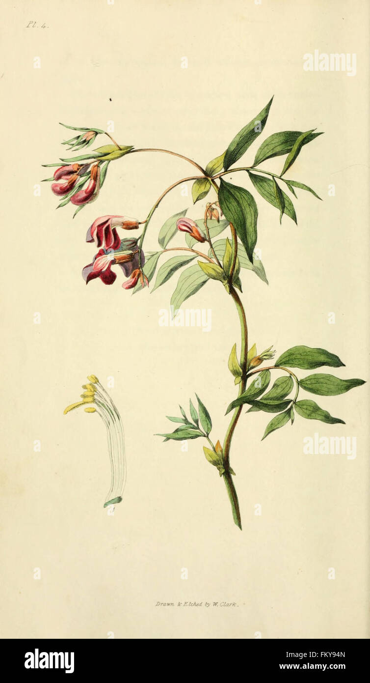 Plate 4 from 'Flora conspicua' showcases ornamental flowers native to ...