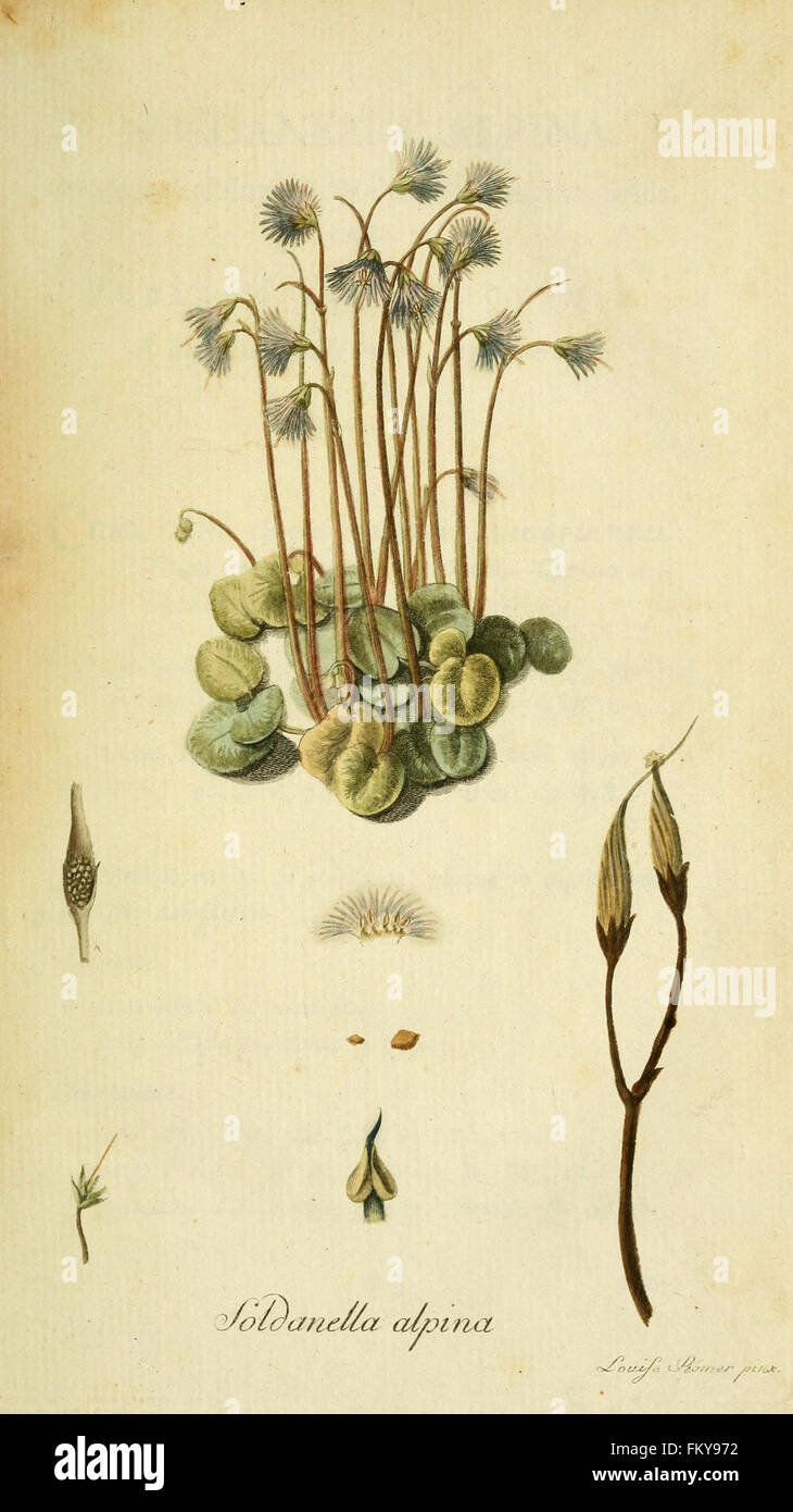Plate 1 from 'Flora Europaea inchoata' features European plant species ...