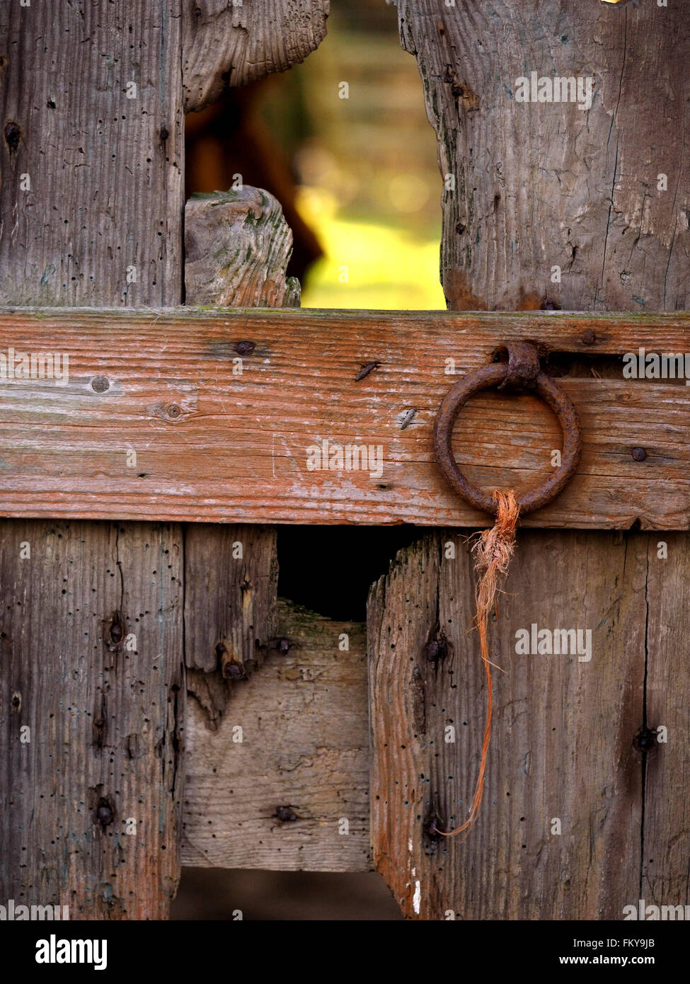 old wooden barn door with deep grain faded paint and iron ring for a ...