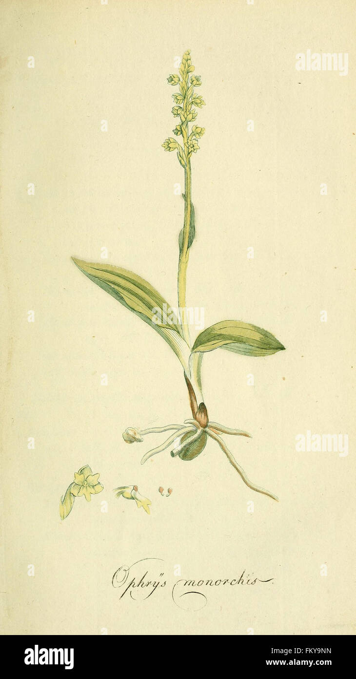 This plate from 'Flora Europaea Inchoata' presents various plant ...
