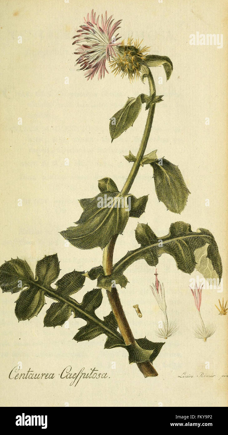 'Flora Europaea' showcases plant species native to Europe, with ...