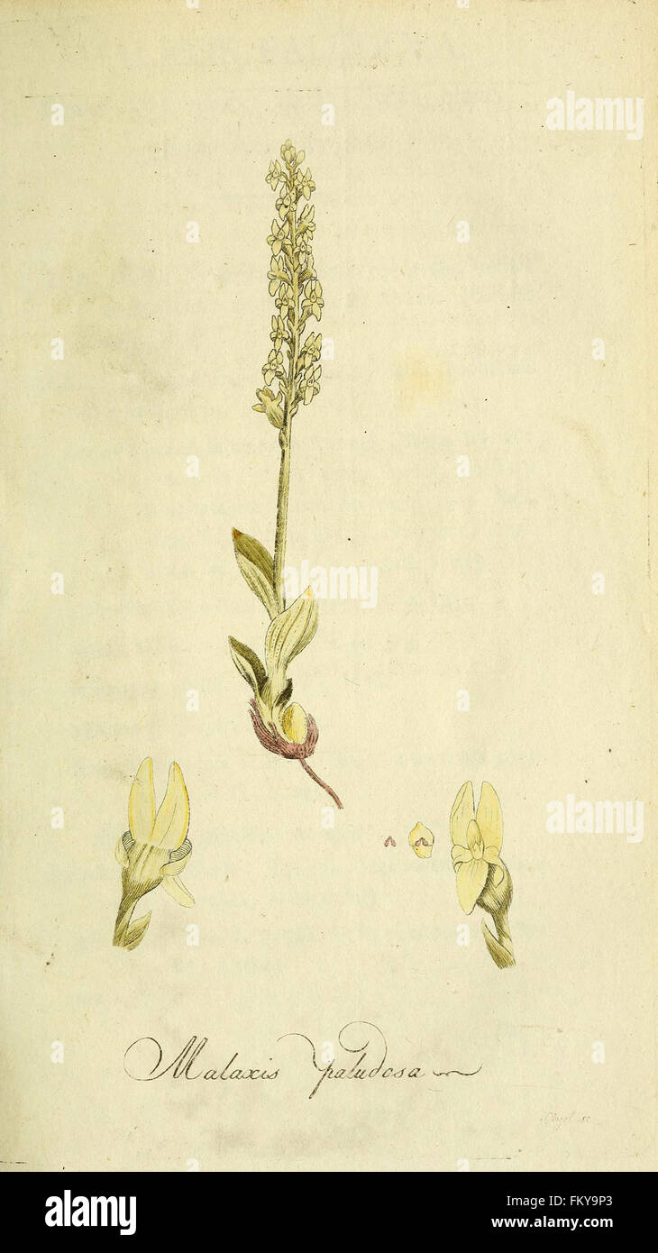 Flora Europaea inchoata, Plate 20, is a botanical illustration of ...