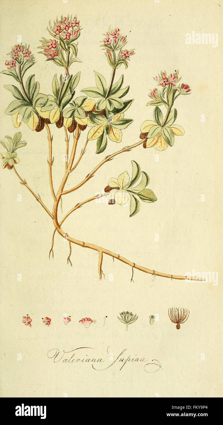 Plate 21 from 'Flora Europaea inchoata' presents illustrations of ...