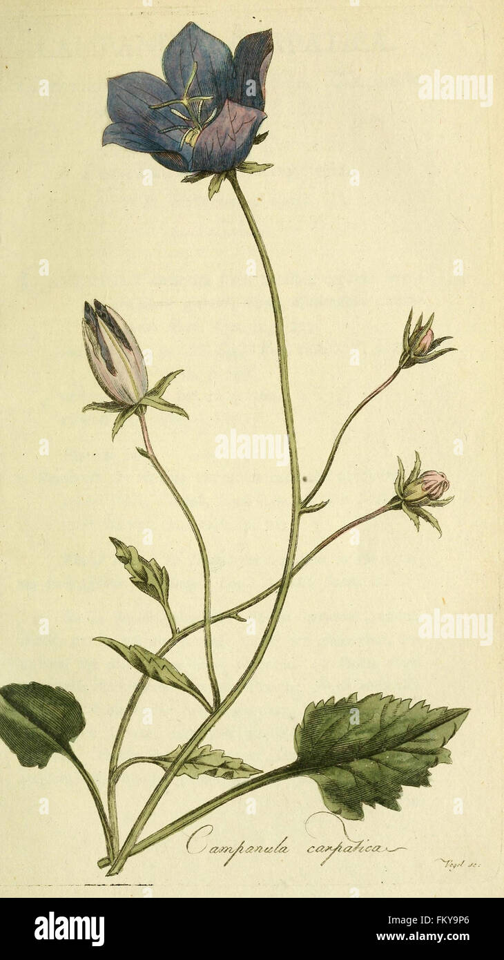 An illustration from *Flora Europaea*, focusing on European plant ...