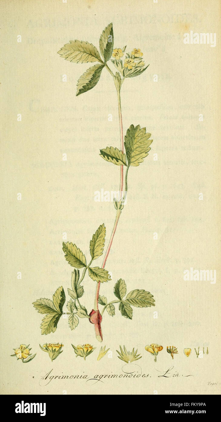 Plate 25 of 'Flora Europaea Inchoata' depicts various plant species ...